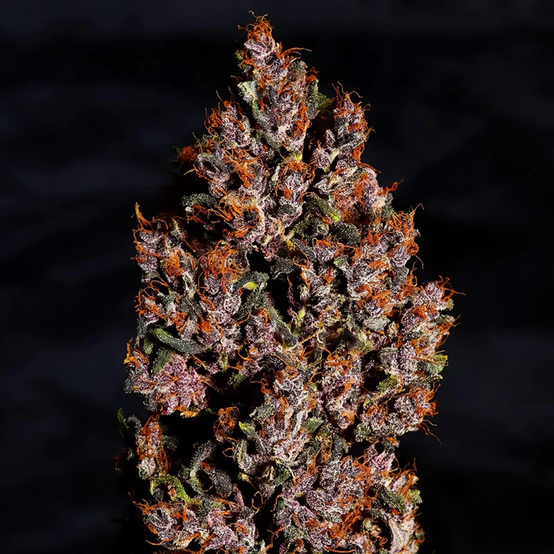 Crystal Meth Auto - Graines Autofloraison - FastBuds