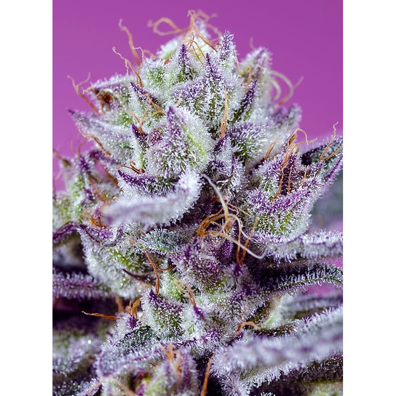 Diablo's Delight XL Auto - Graines Autofloraison - Sweet Seeds