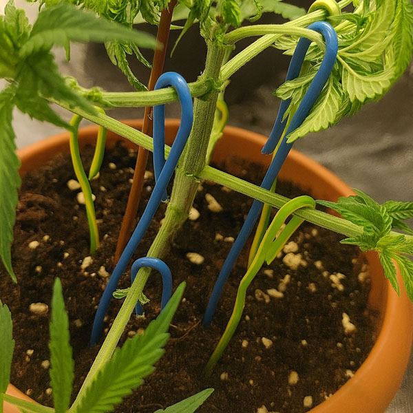 Quand récolter le cannabis ? Guide complet 2026